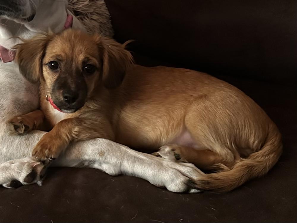 Chihuahua Cocker Spaniel Mix Puppies