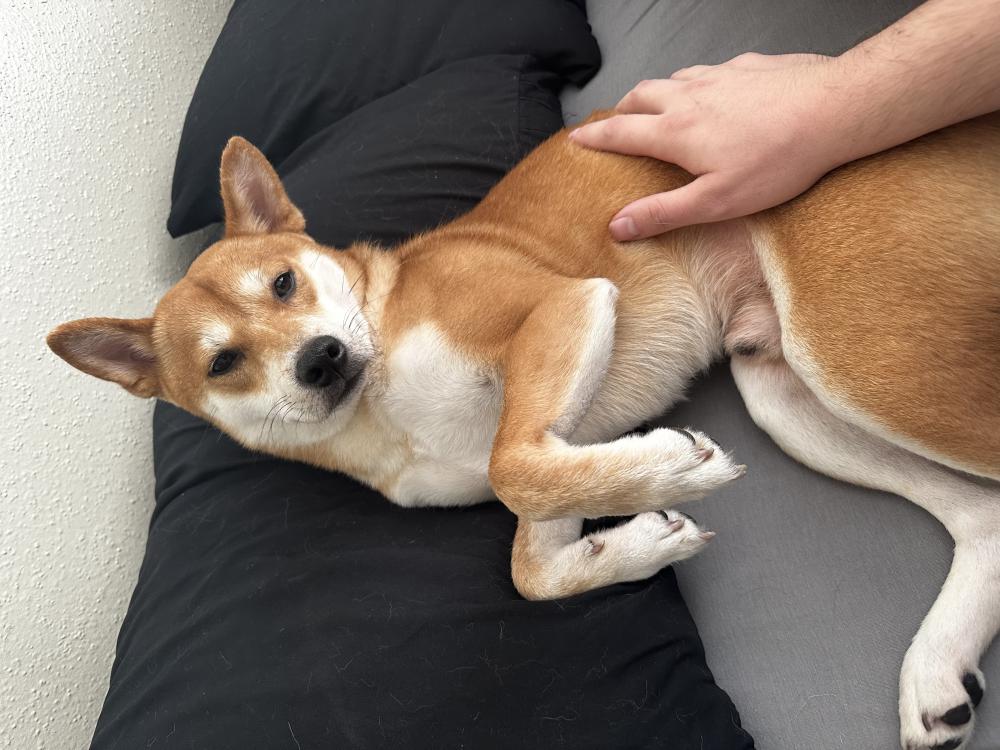 Basenji Shiba Mix