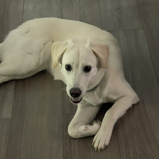 Lost Dog Labrador Retriever in WOODSTOCK, NY - Lost My Doggie