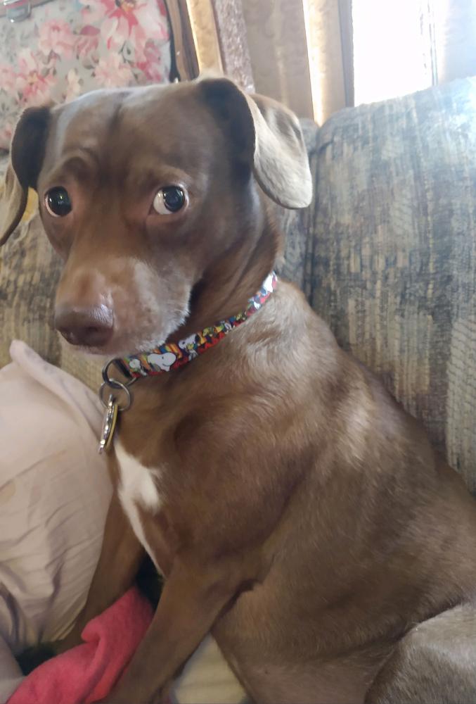 What Breed Is Mocha Dog