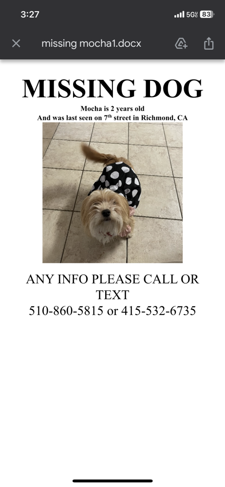 What Breed Is Mocha Dog