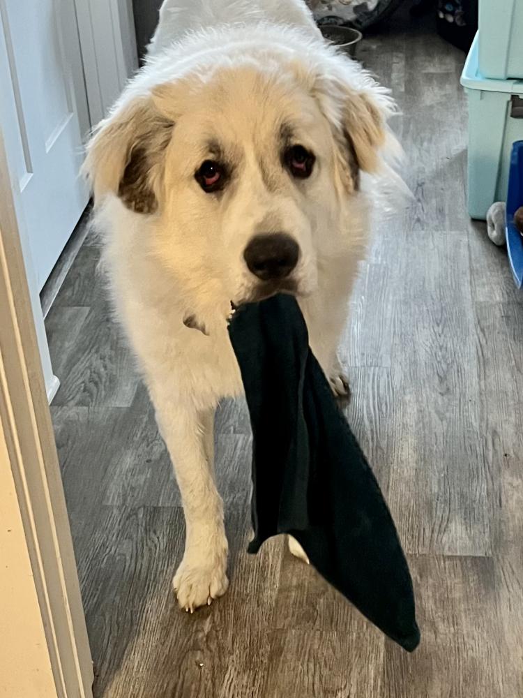 Lost Dog Great Pyrenees in GOODLETTSVILLE, TN - Lost My Doggie