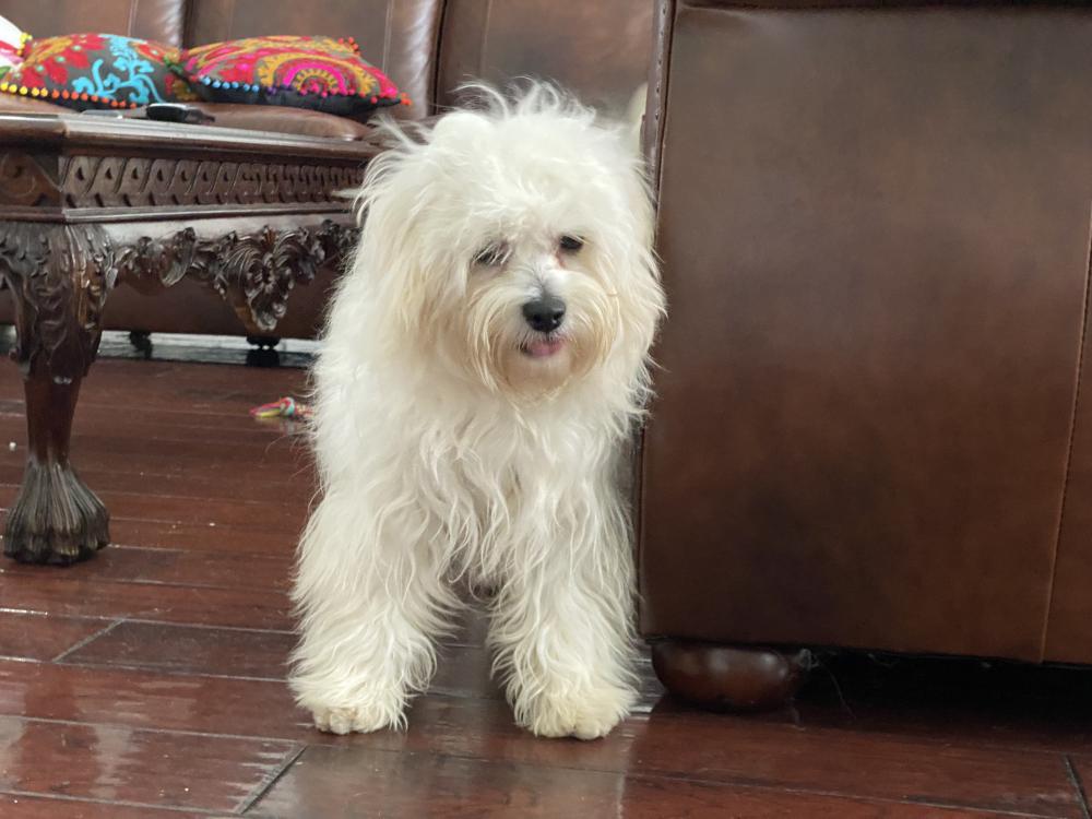 Found Dog Maltese in IRVING, TX - Lost My Doggie