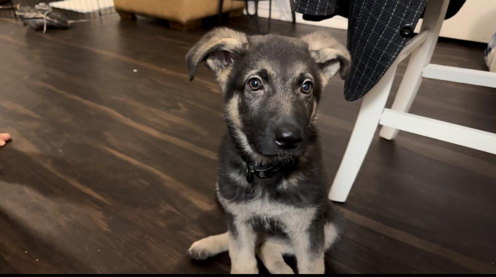 Lost Dog German Shepherd in DALLAS, TX - Lost My Doggie