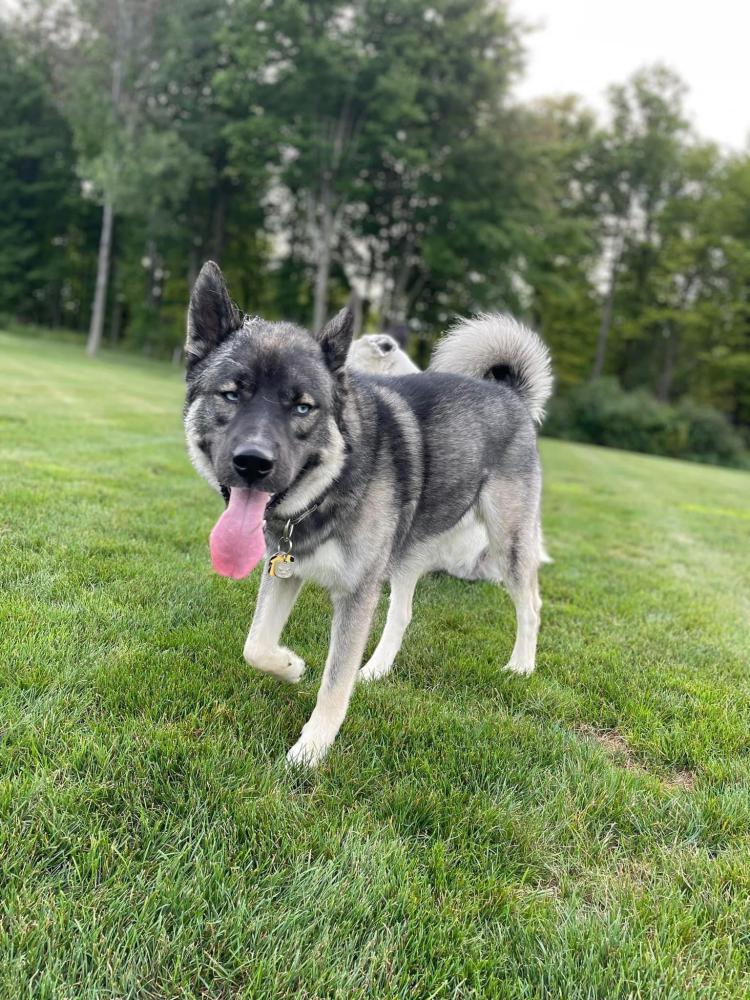 Dark Grey Siberian Husky