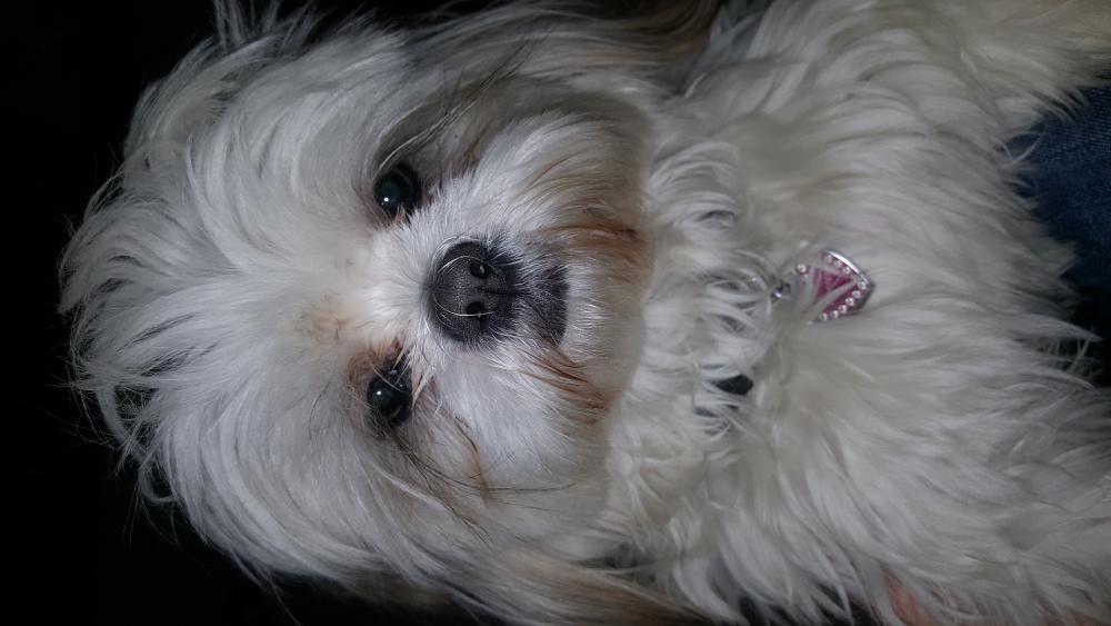 Lost Dog Shih Tzu in EL CAJON, CA - Lost My Doggie
