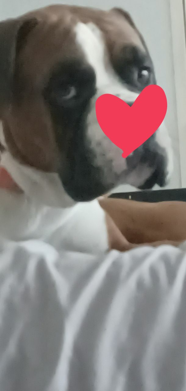 Surprised Boxer Dog
