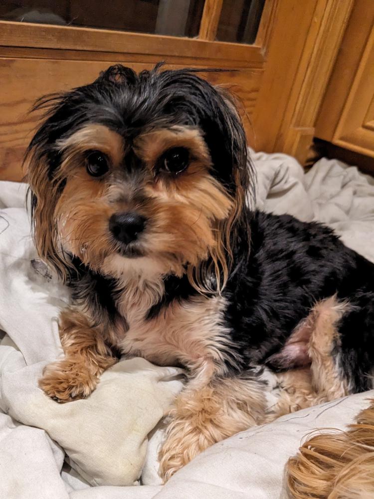 Cocker Spaniel Yorkie Mix