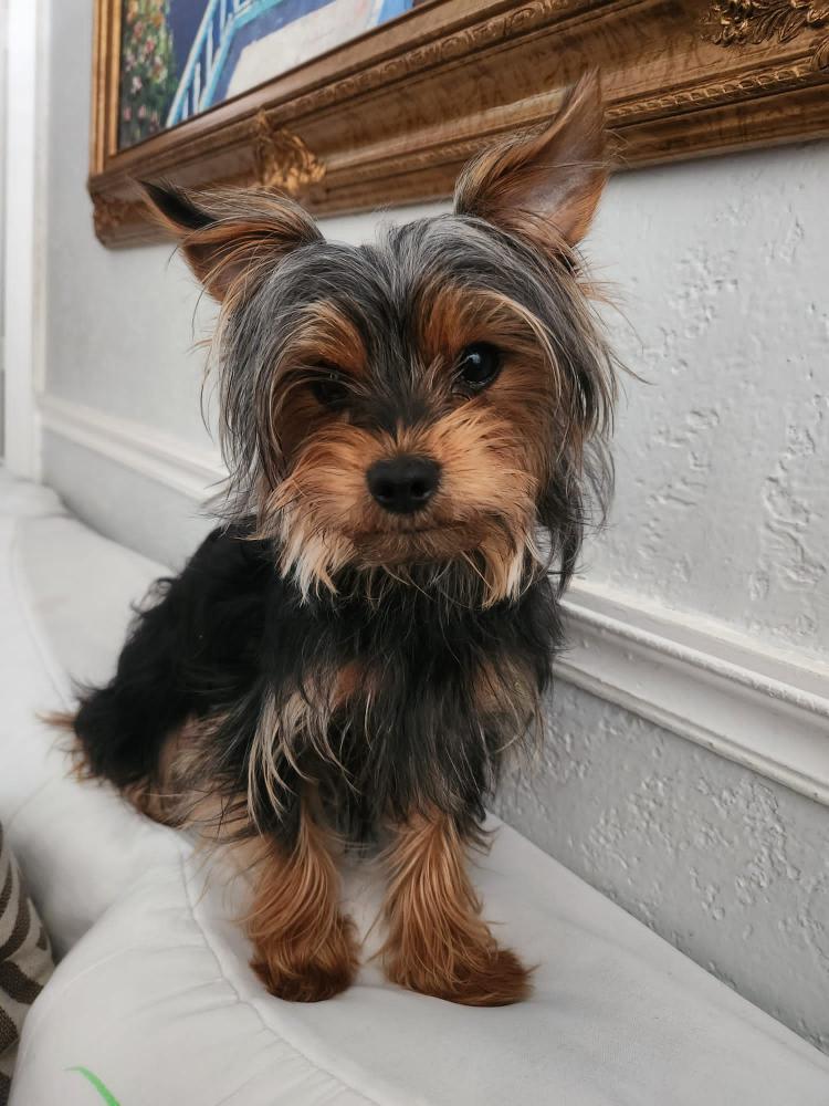 Lost Dog Yorkshire Terrier in MIAMI, FL - Lost My Doggie