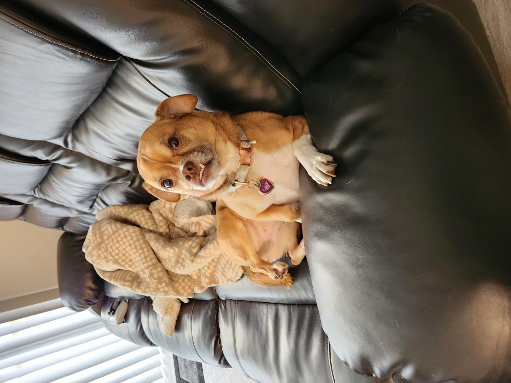 Lost Dog Pug in LANCASTER, CA - Lost My Doggie