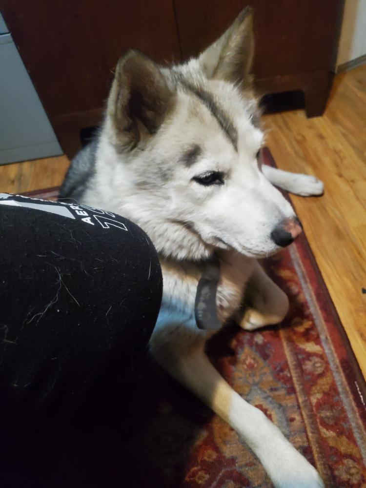 Lost Dog Siberian Husky in OAKLAND, CA - Lost My Doggie