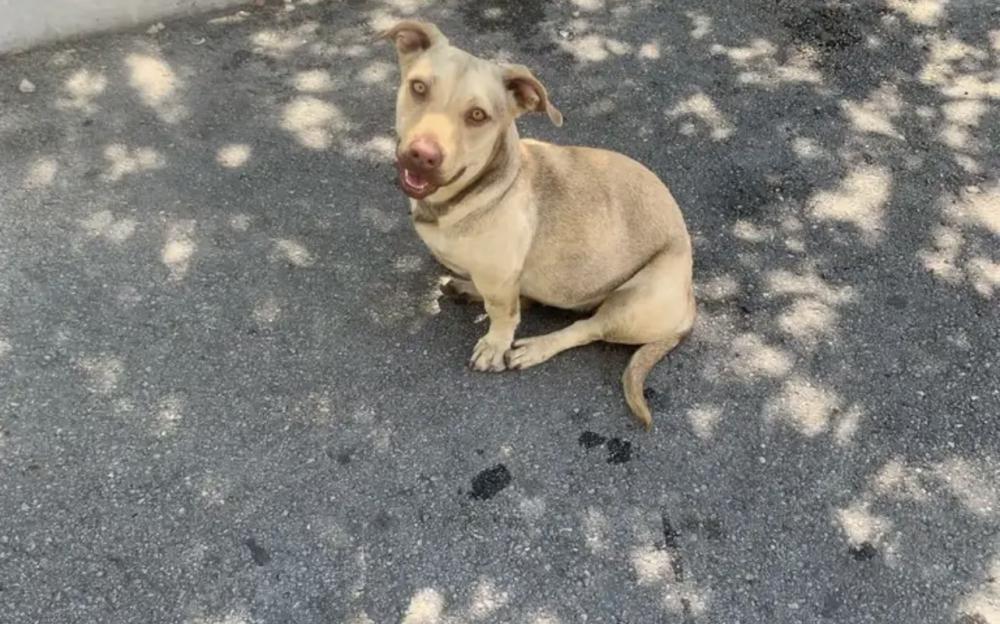Lost Dog Mixed Breed in MIAMI, FL - Lost My Doggie