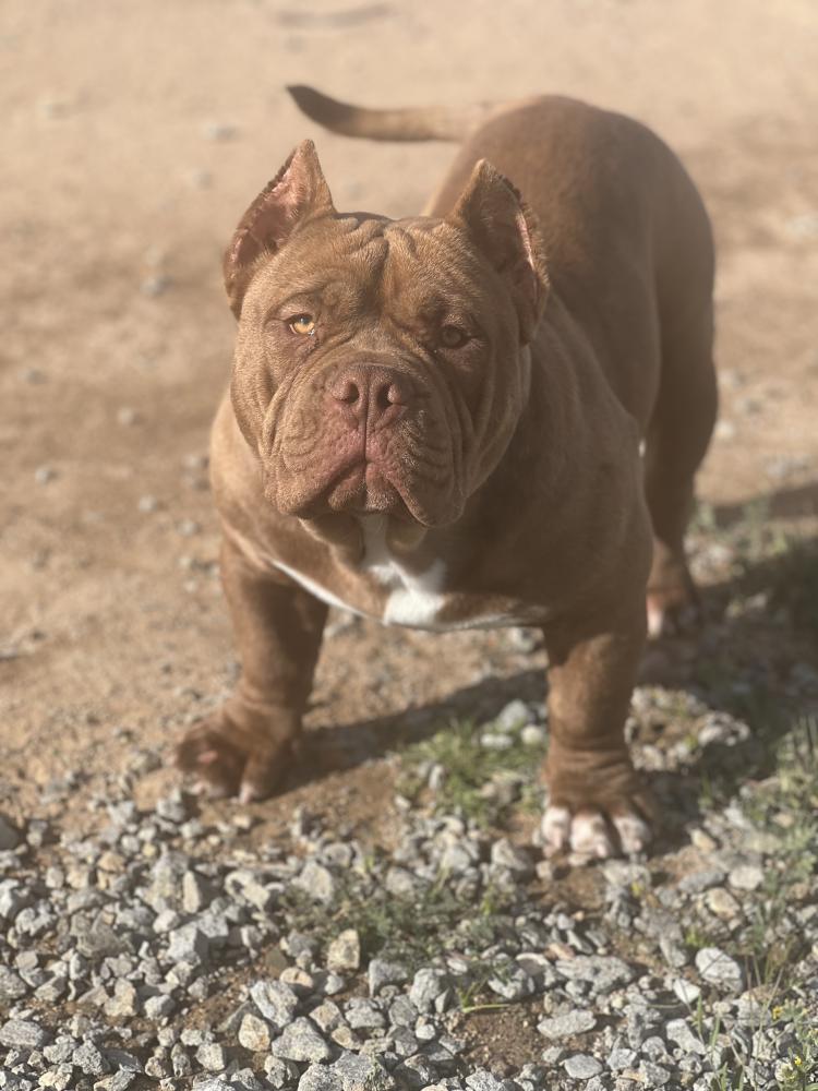 Brown American Bully Puppy