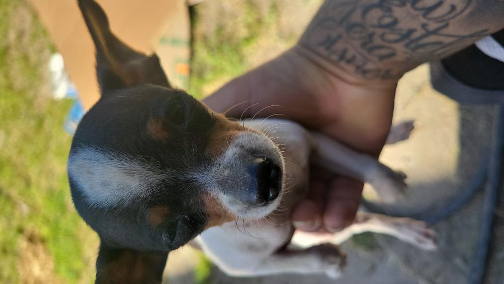 What Type Of Dog Is A Jackawawa