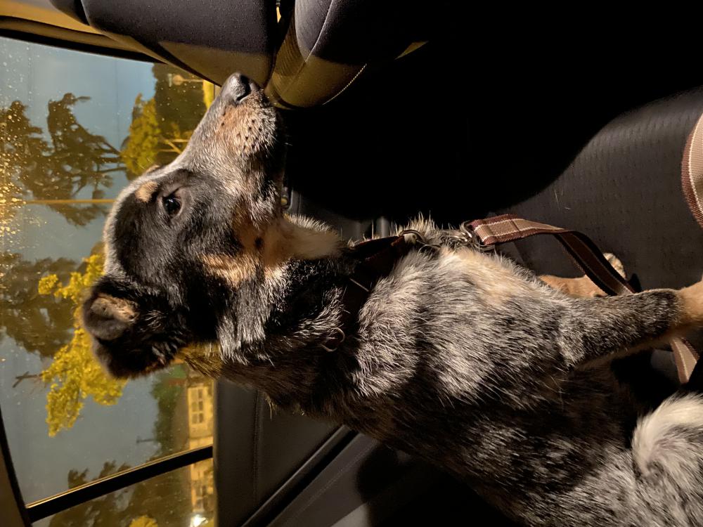 Found Dog Unknown in AZUSA, CA - Lost My Doggie