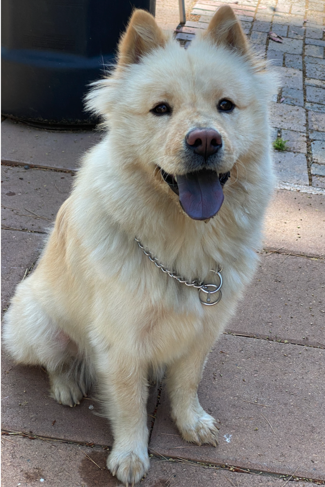 American Eskimo Chow Mix