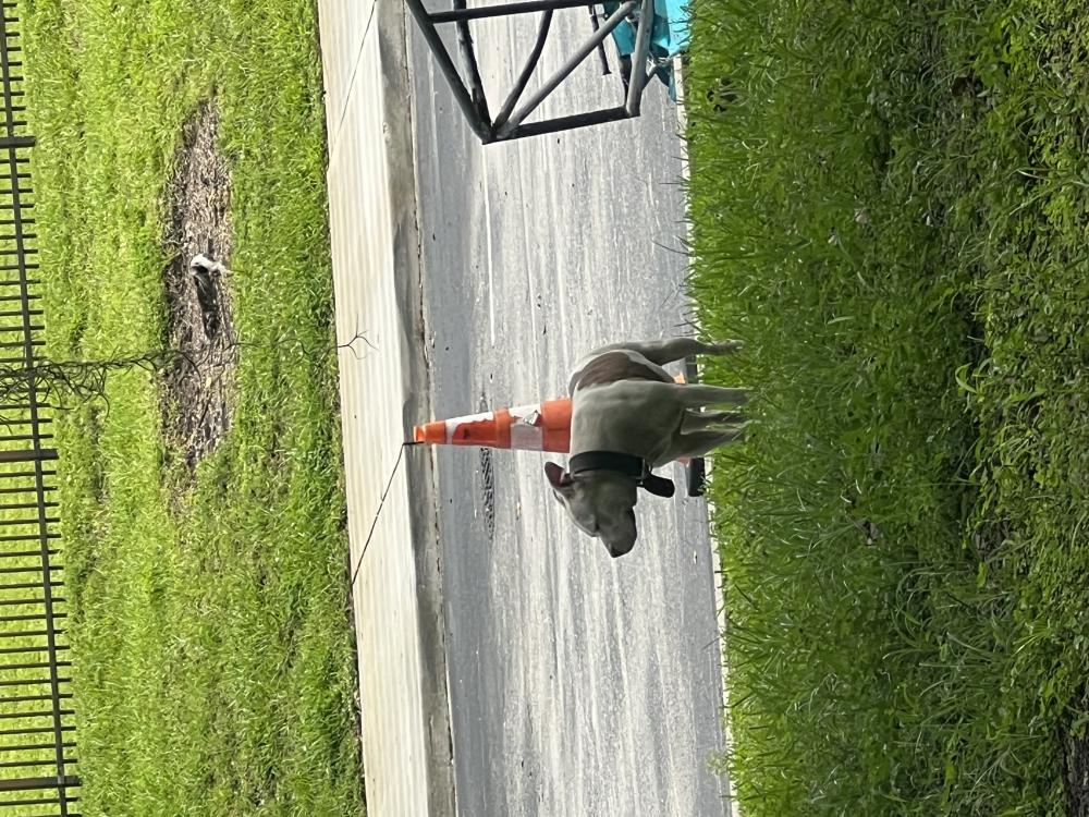 Found Dog Unknown in MIAMI, FL - Lost My Doggie