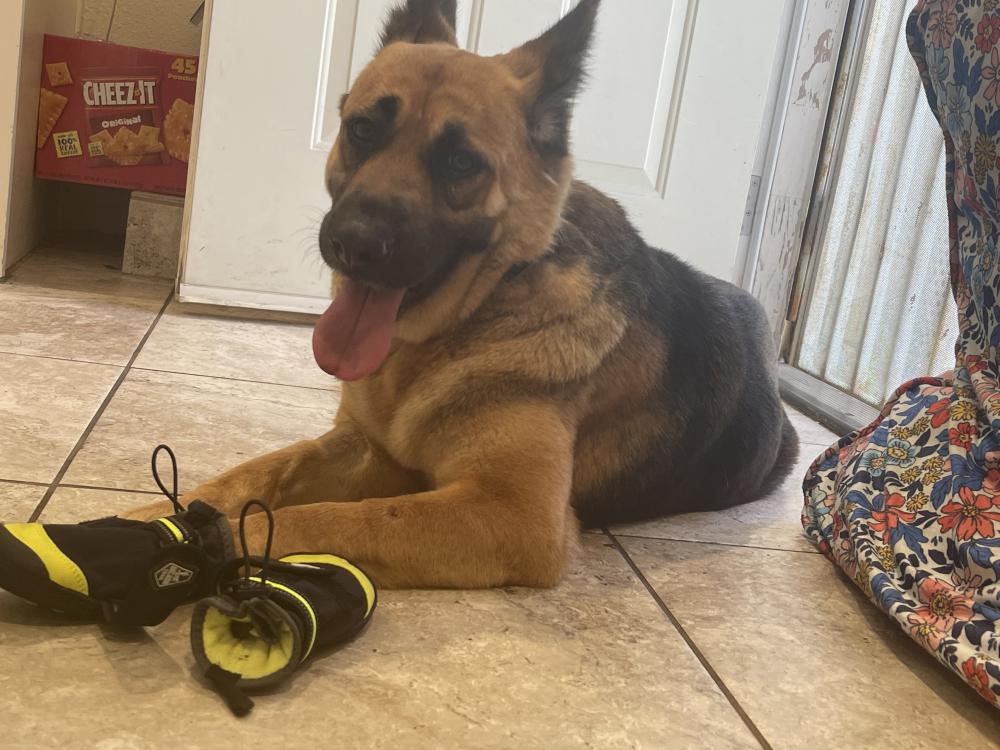 Lost Dog German Shepherd in PACOIMA, CA - Lost My Doggie