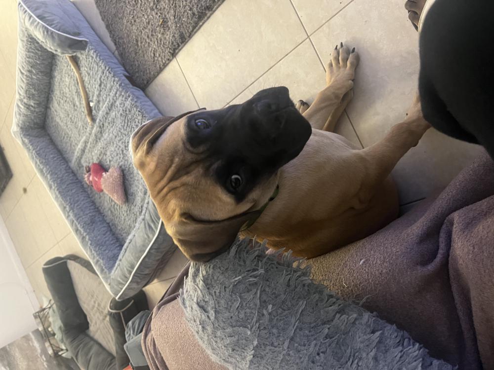 Pug Mixed With Great Dane