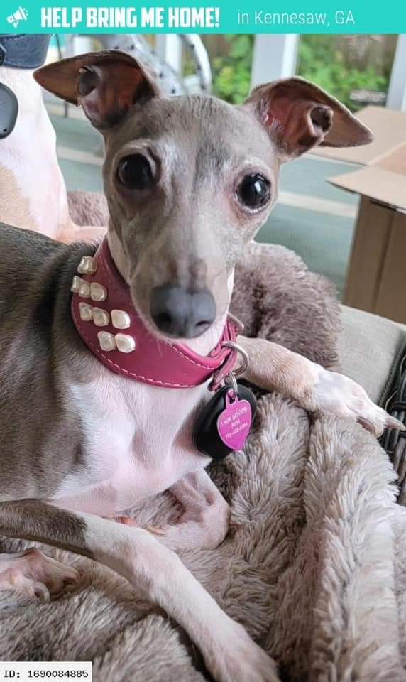 Grey Italian Greyhound Kermit