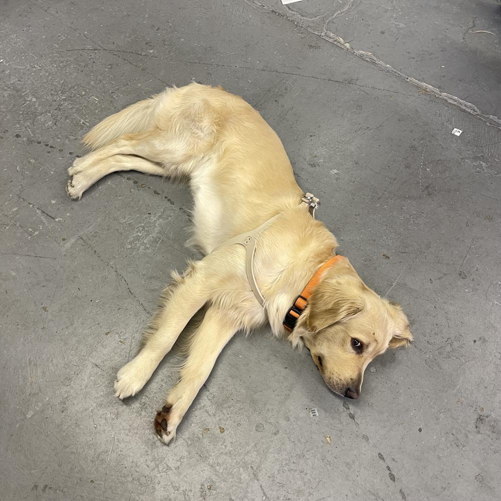 Lost Dog Golden Retriever in UNION, NJ - Lost My Doggie