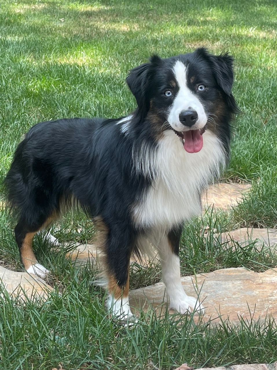 Black And White Australian Shepherd Border Collie Mix