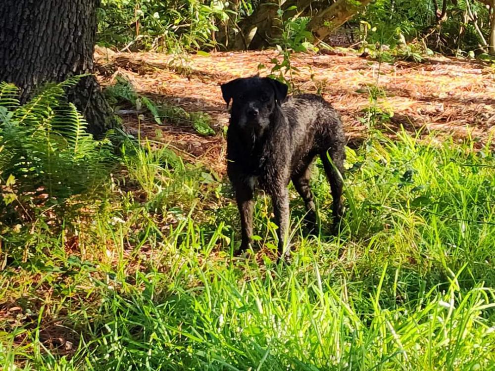 Found Dog Unknown in LARGO, FL - Lost My Doggie
