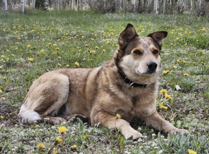 Australian Cattle Dog Husky Mix