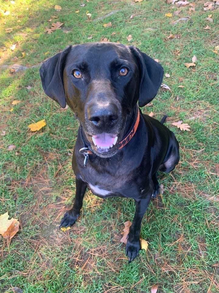 Weimaraner Black Lab Mix