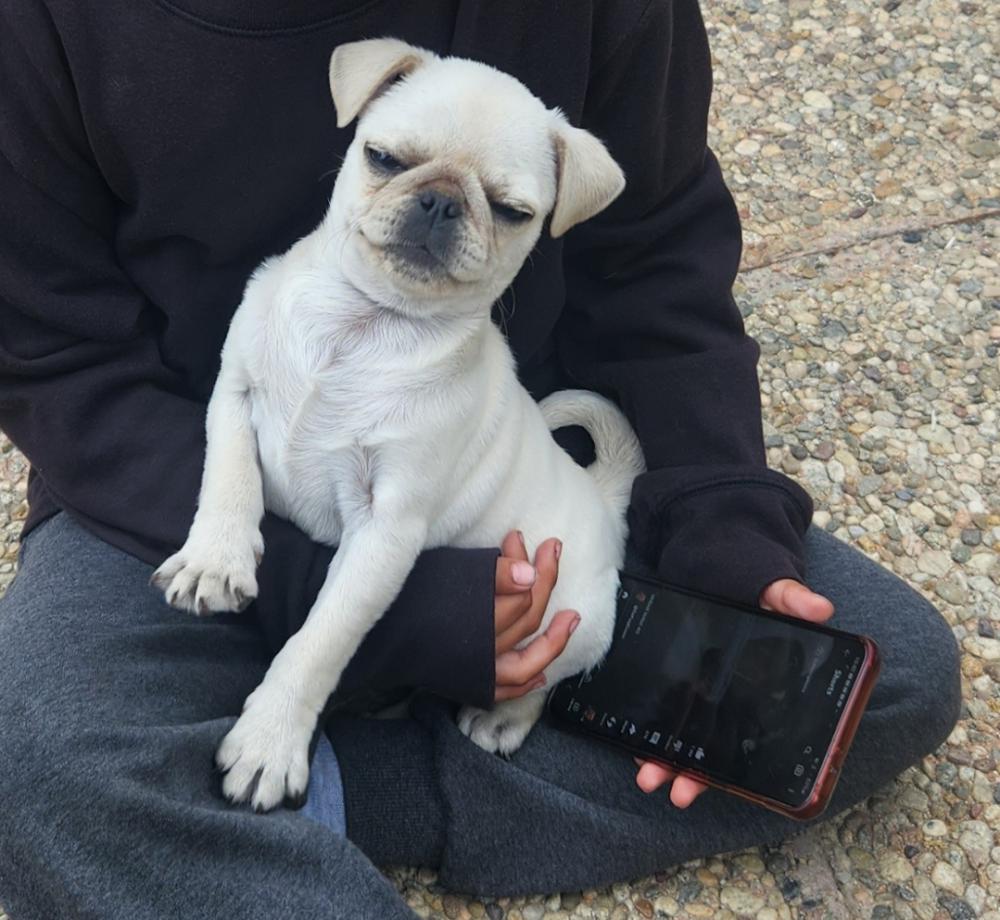 Lost Dog Pug in RESEDA, CA - Lost My Doggie