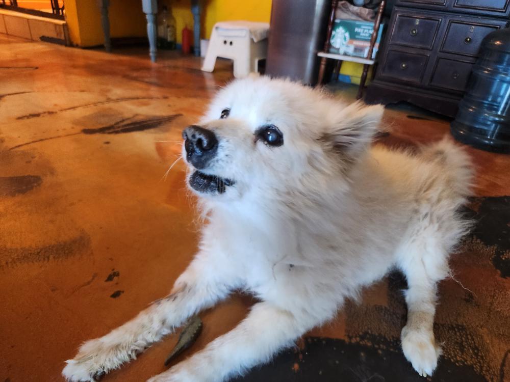 American Eskimo Dog Corgi Mix