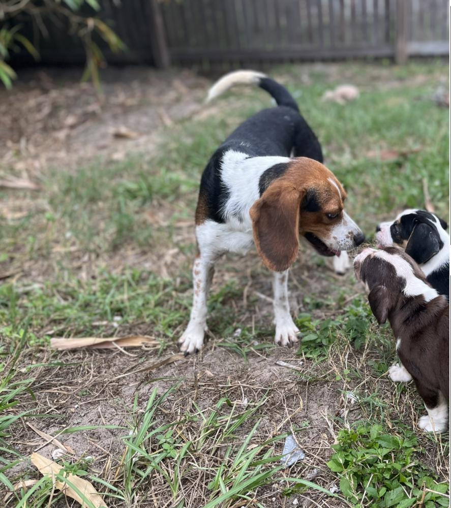 Lost Dog Beagle in HOLIDAY, FL - Lost My Doggie