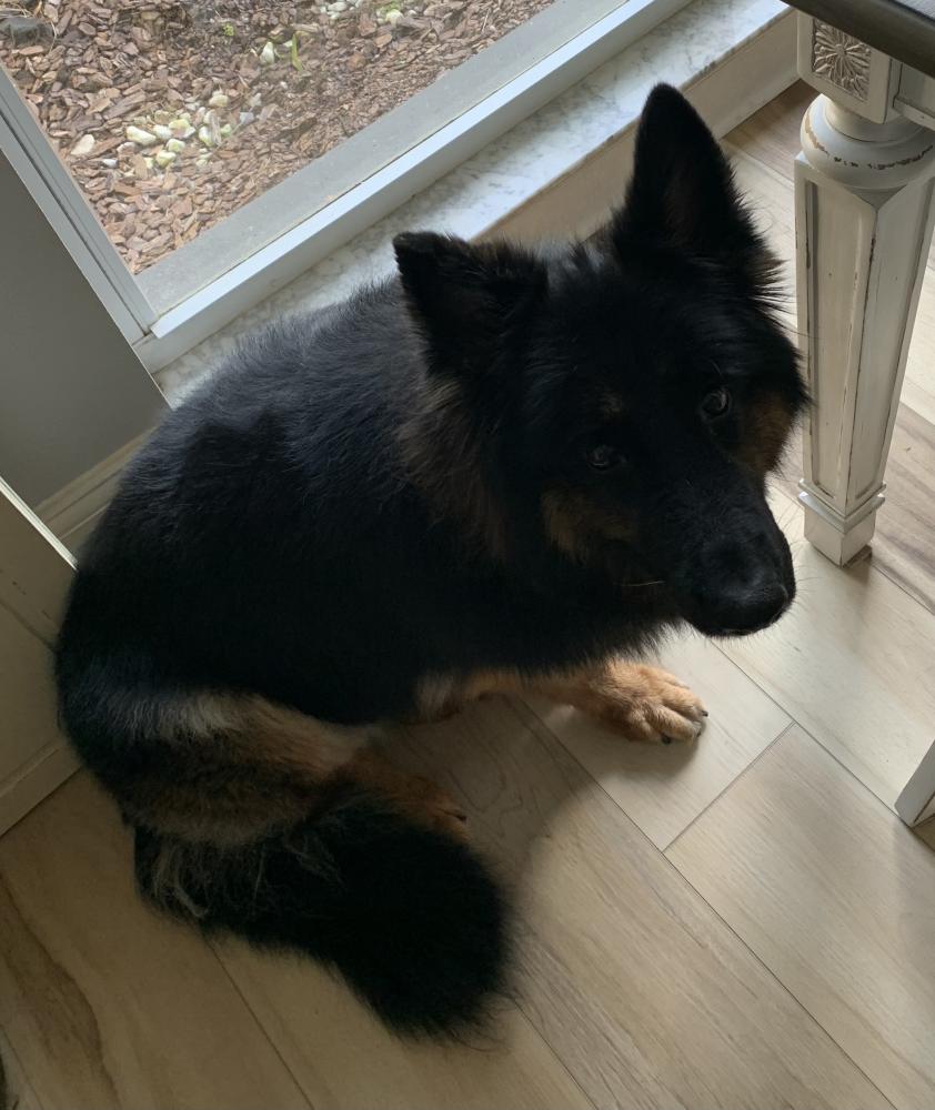 Lost Dog German Shepherd in SAN ANTONIO, TX - Lost My Doggie