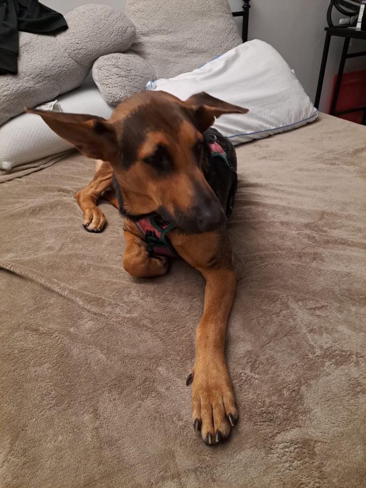 Found Dog German Shepherd in MIAMI, FL - Lost My Doggie