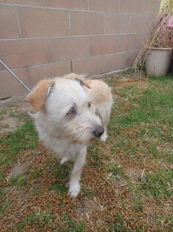 Wire Haired Terrier Mix Breeds