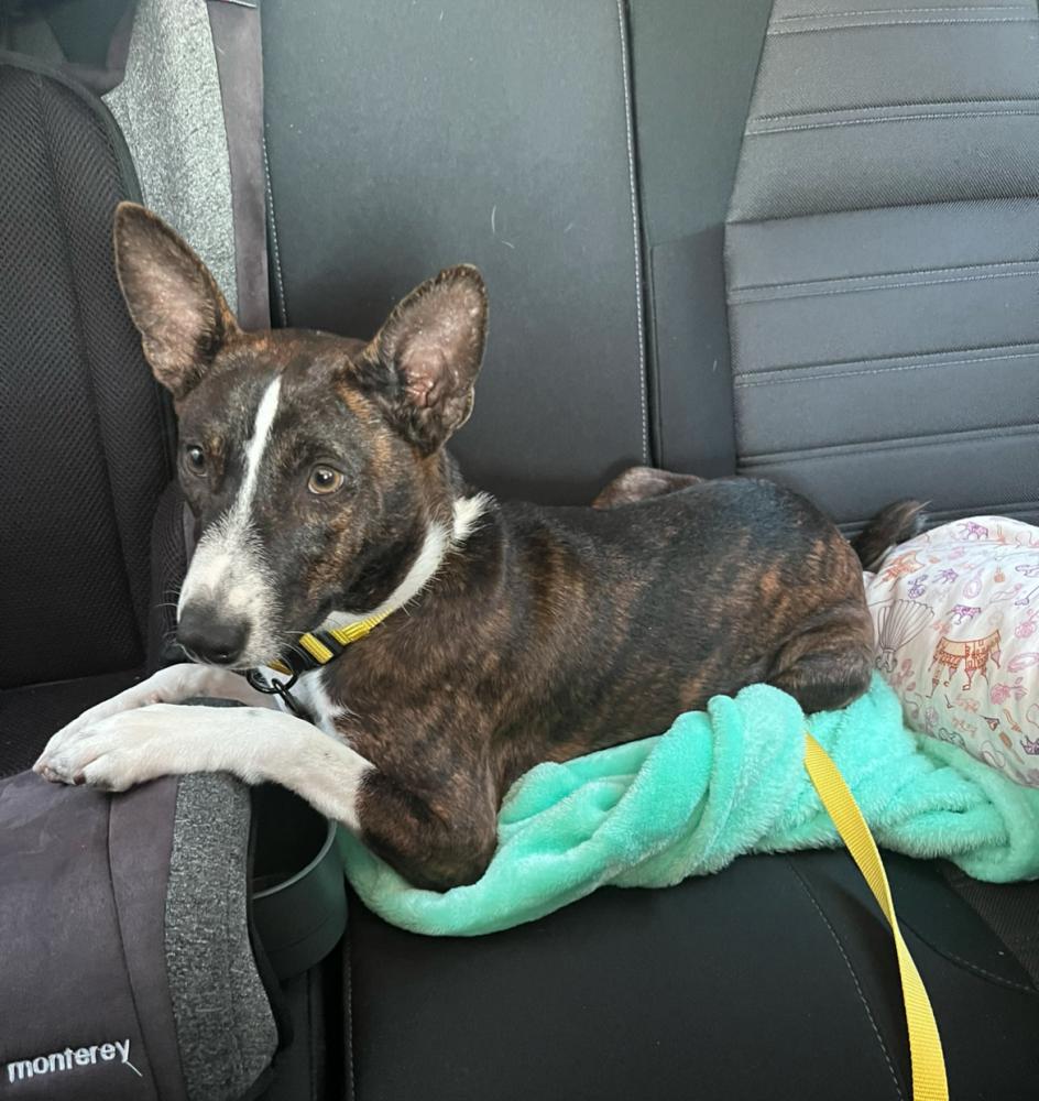 Lost Dog Basenji in SECAUCUS, NJ - Lost My Doggie