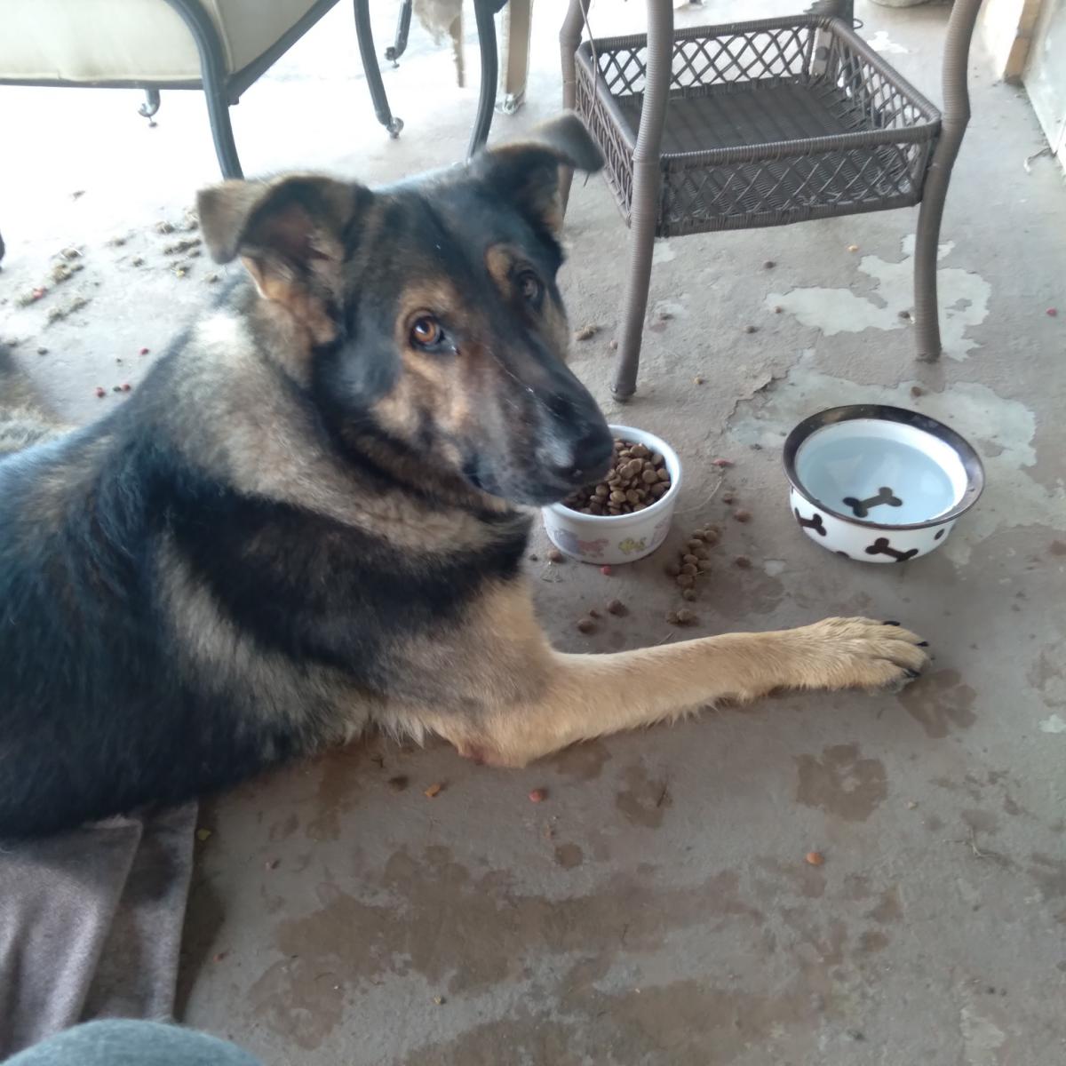 Found Dog German Shepherd in ALVIN, TX - Lost My Doggie