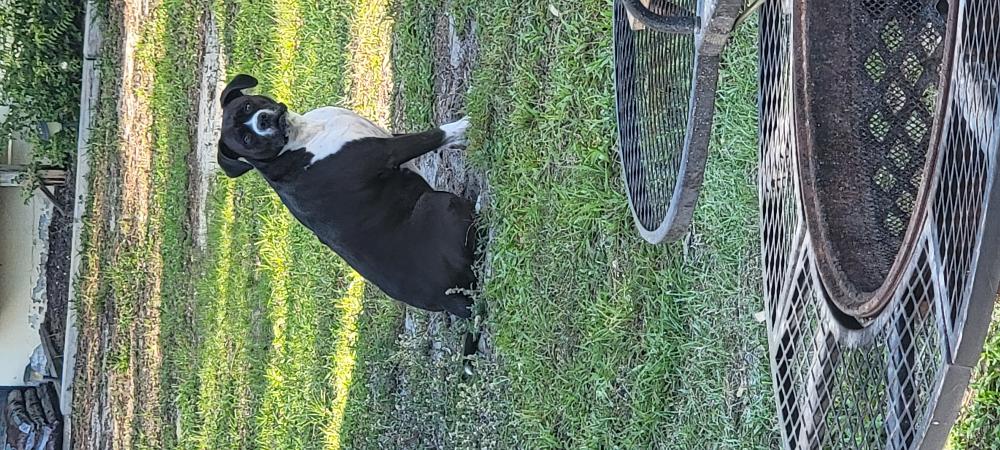 Lost Dog Boxer in HOLIDAY, FL - Lost My Doggie