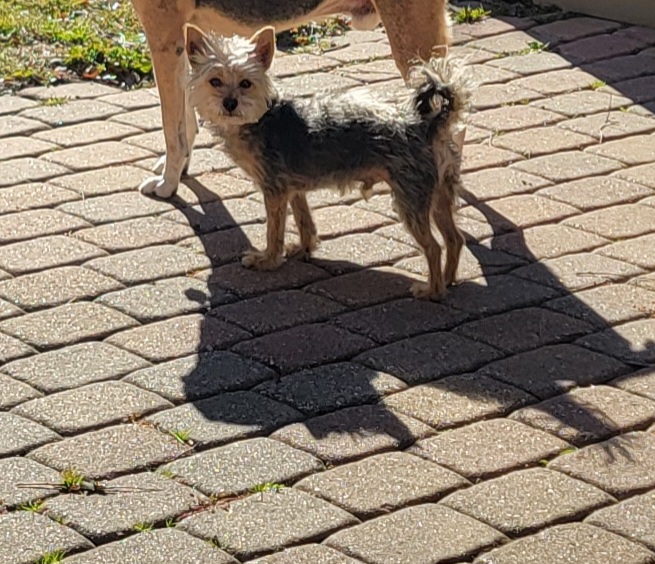 Lost Dog Yorkshire Terrier in DALLAS, TX - Lost My Doggie
