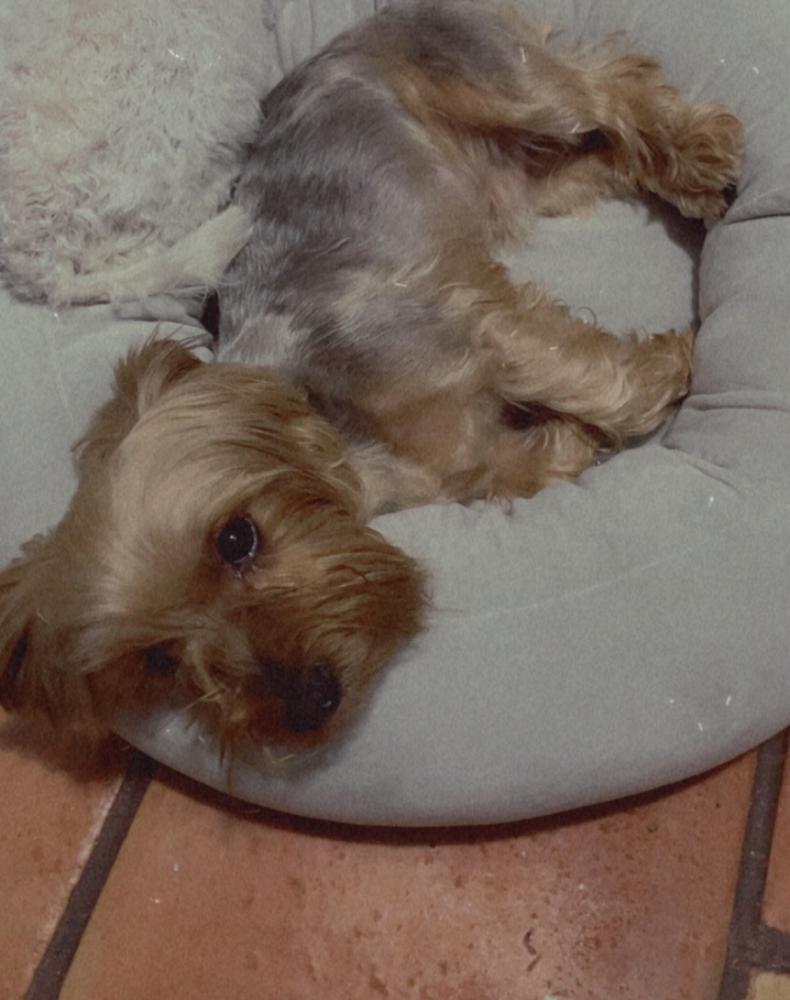 Lost Dog Yorkshire Terrier in DIXON, CA - Lost My Doggie