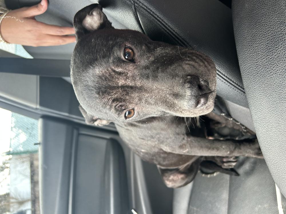 Found Dog Pit Bull in PHILADELPHIA, PA - Lost My Doggie