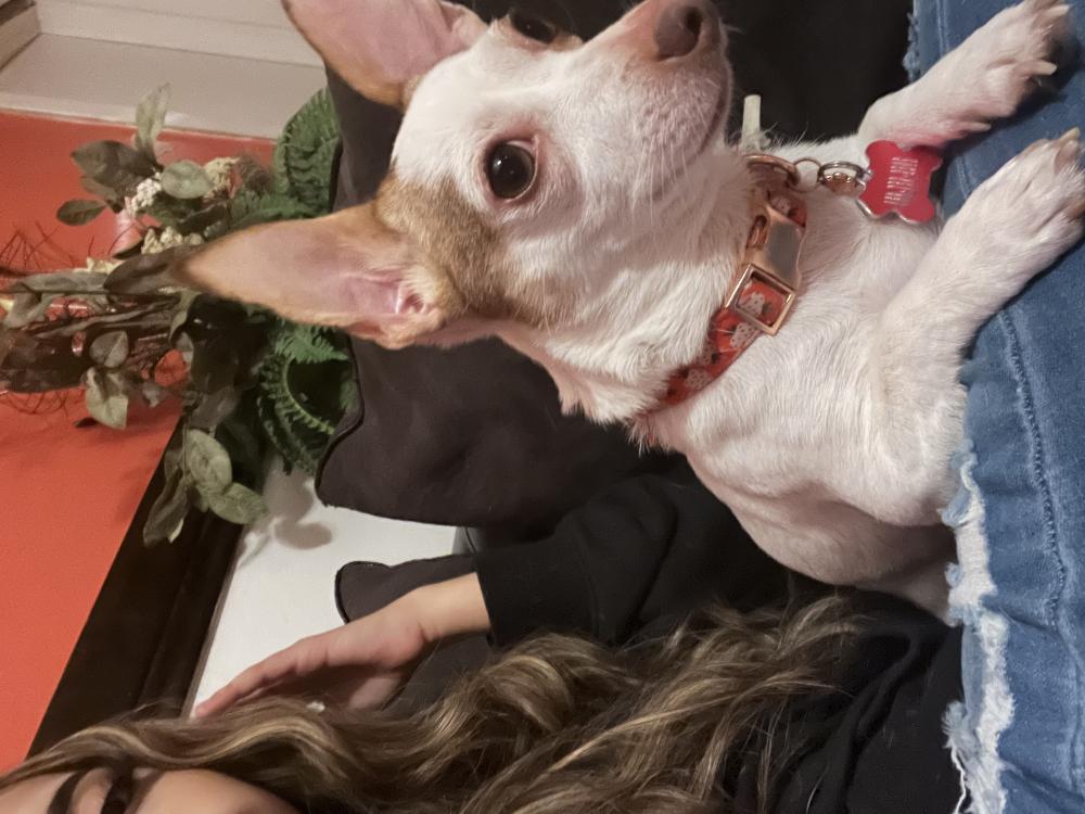 Lost Dog Chihuahua in DALLAS, TX - Lost My Doggie