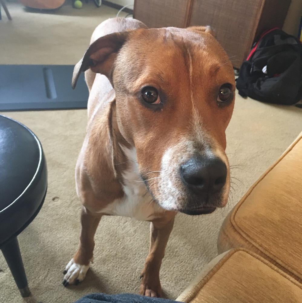 Lost Dog Boxer in OAKLAND, CA - Lost My Doggie