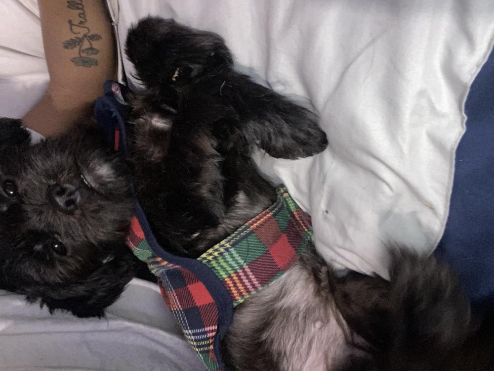 Lost Dog Maltese in FORT LAUDERDALE, FL - Lost My Doggie