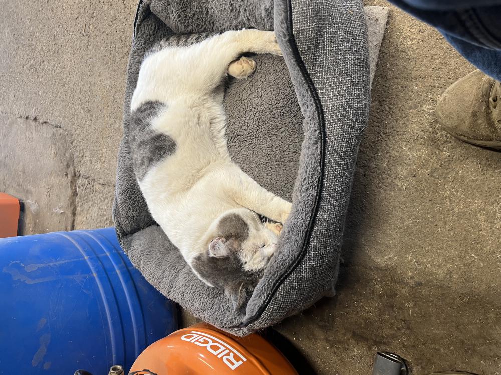 Lost Cat Unknown in LACONA, NY - Lost My Doggie