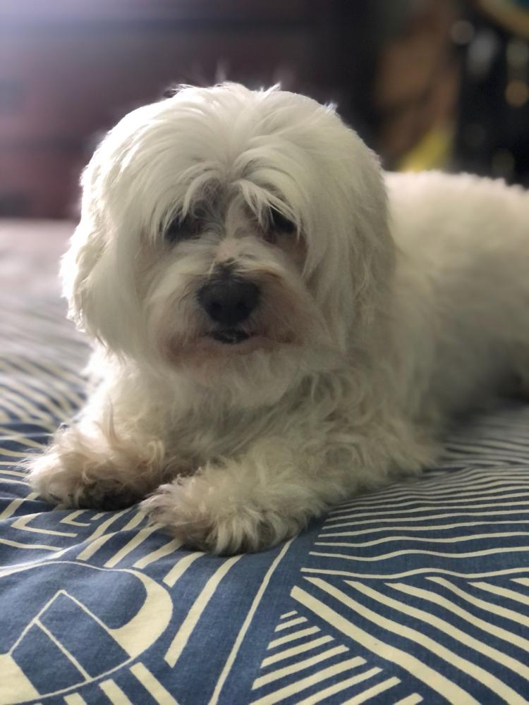 Lost Dog Maltese in MIAMI, FL - Lost My Doggie