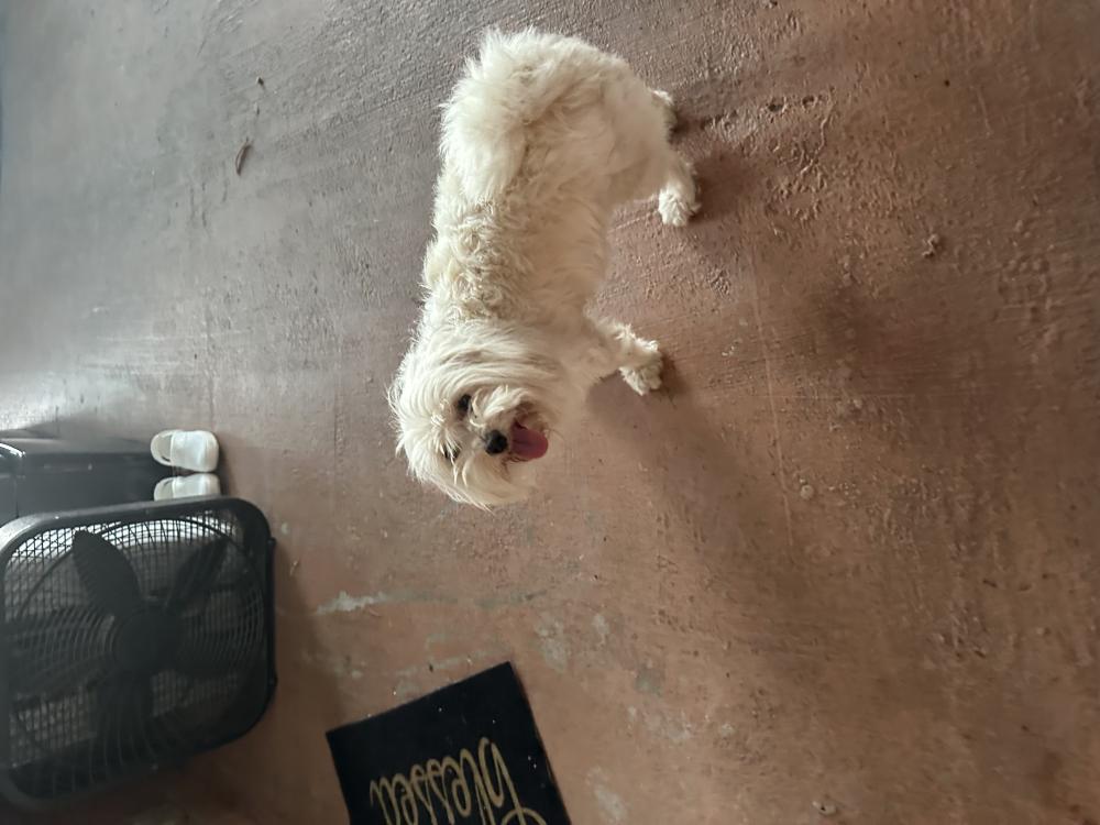 Found Dog Maltese in TAMPA, FL - Lost My Doggie