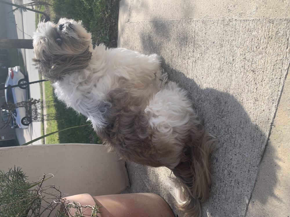 Lost Dog Shih Tzu in HOUSTON, TX - Lost My Doggie
