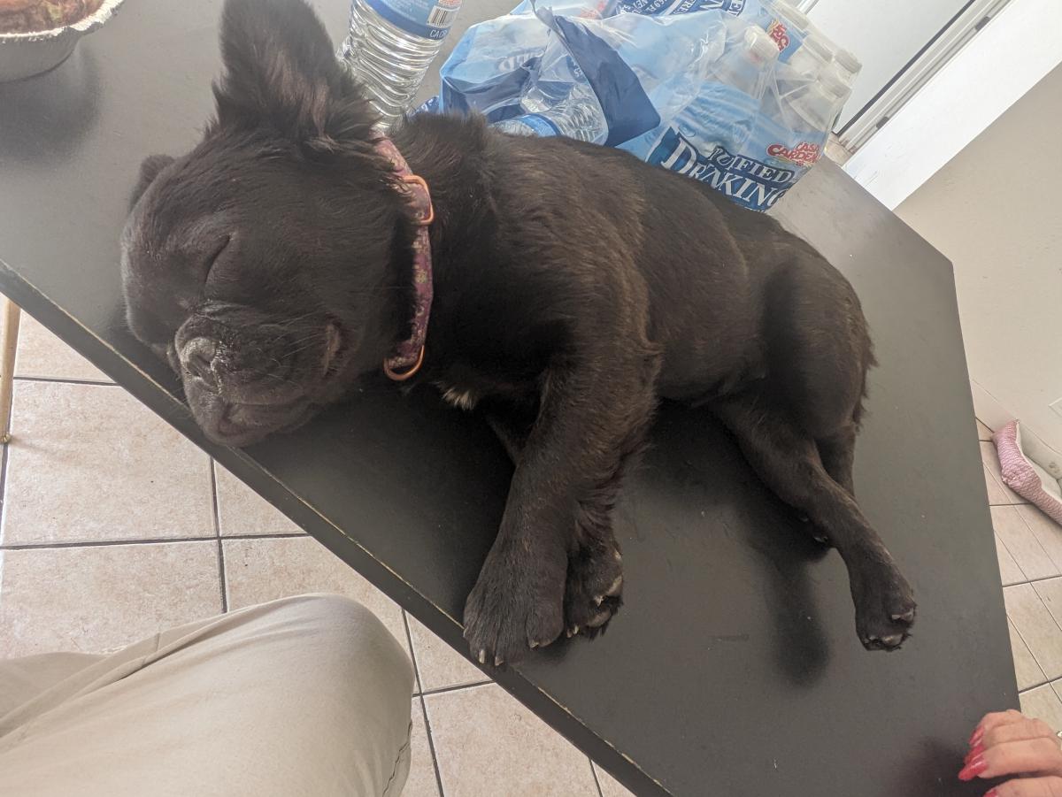 Lost Dog French Bulldog in - Lost My Doggie