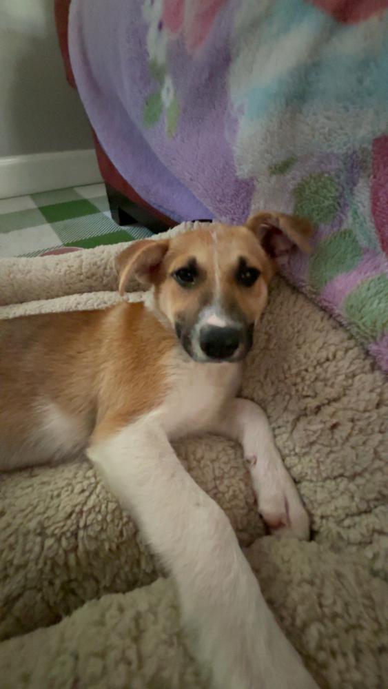 Lost Dog Unknown in CIBOLO, TX - Lost My Doggie